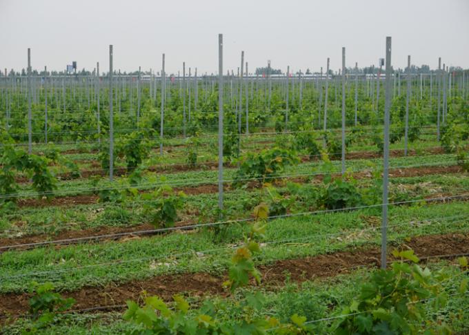 Metal Trellis Posts / Steel Vineyard Posts Suitable For Various Bad ...