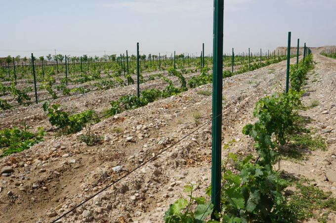 Powder Coating Metal Vineyard Posts / Vineyard Line Posts With Anti Shock