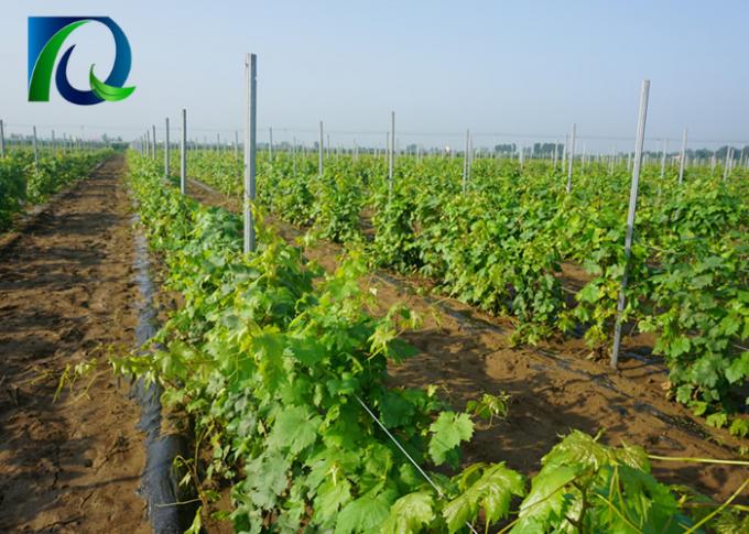 8FT Length Metal Vineyard Trellis Posts , 275G/M2 Galvanized Grape Vine ...