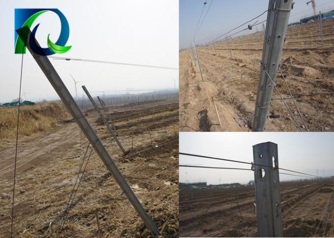 Galvanised 50x40MM Vineyard Trellis Posts For Big Wine Garden