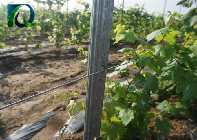 Vine Plants 50mm × 30mm Vineyard Grape Stake Hot Dipped Galvanized
