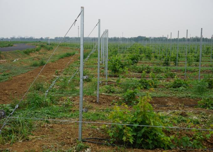 Vine Plants 50mm × 30mm Vineyard Grape Stake Hot Dipped Galvanized