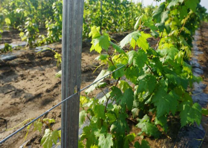 Hot Dipped Galvanized Steel Vineyard Post 2.0mm For Grape Growing